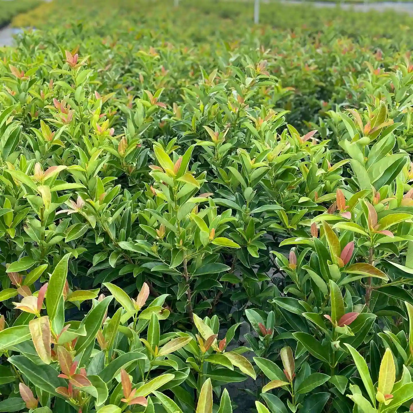 Plant FAQs: Coppertop Viburnum