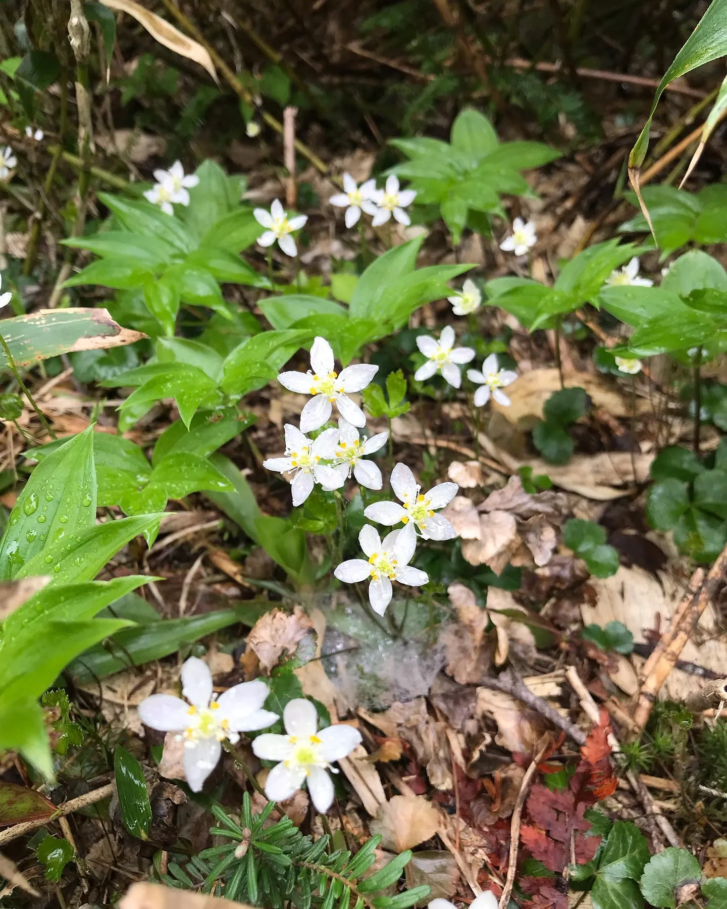 Plant FAQs: Coptis Chinensis - Chinese Goldthread