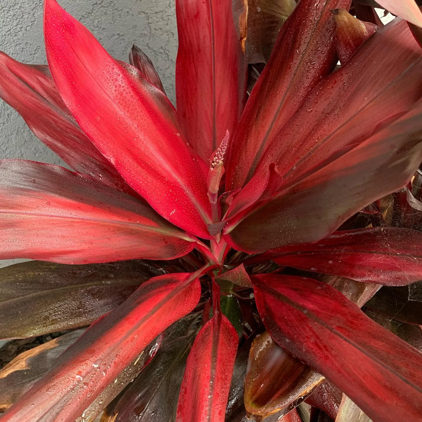 Plant FAQs: Cordyline Florica