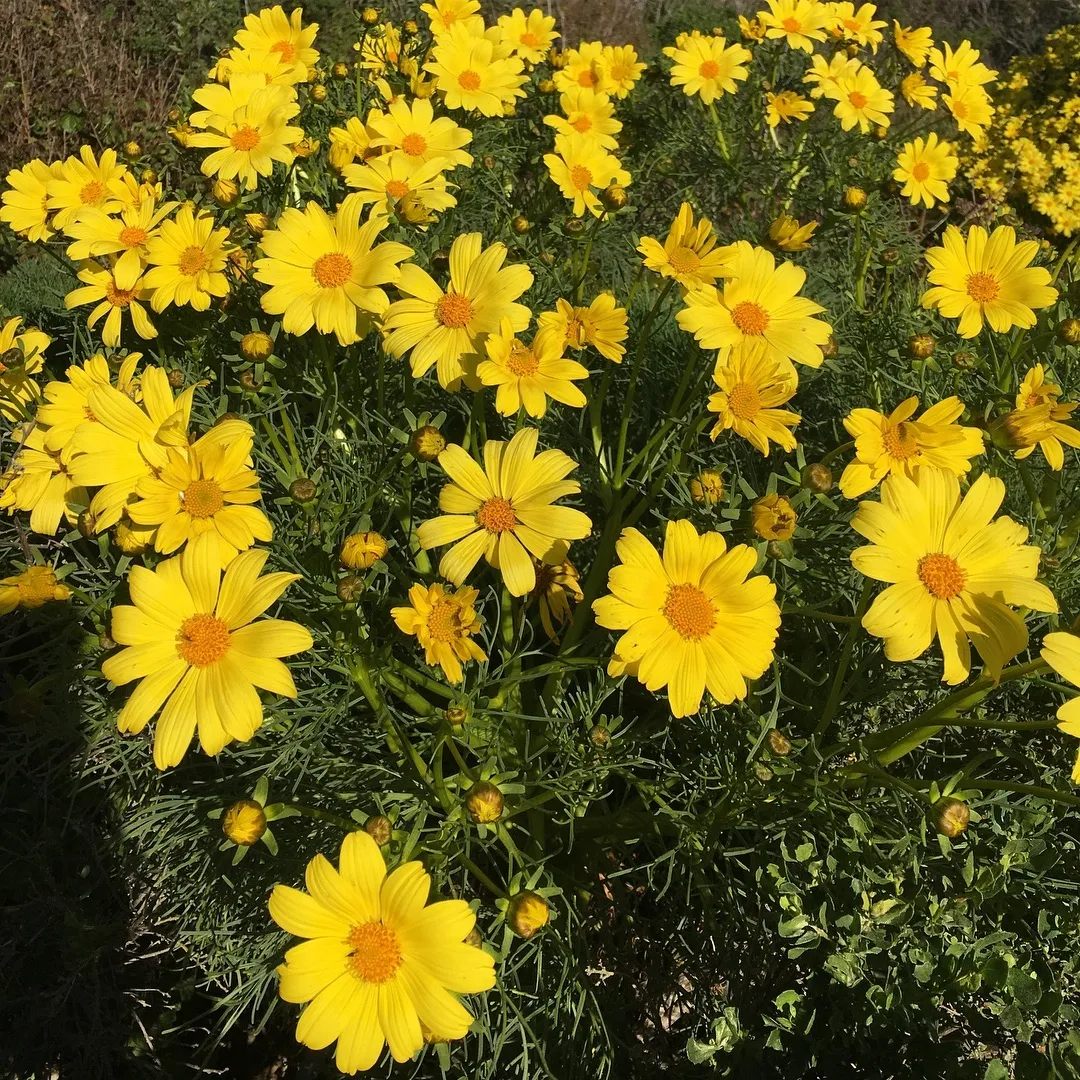 Plant FAQs: Coreopsis Gigantea - Giant Coreopsis