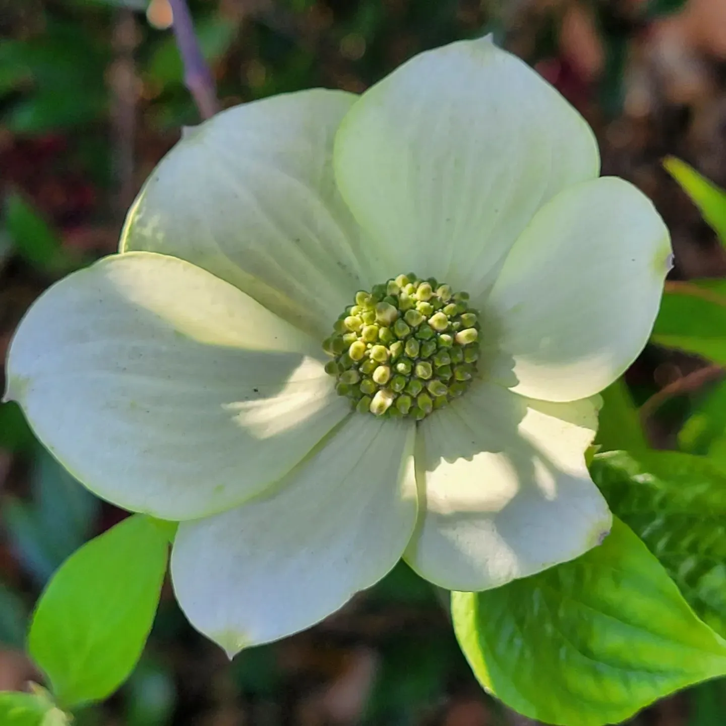 Plant FAQs: Cornus Nuttallii - Pacific Dogwood