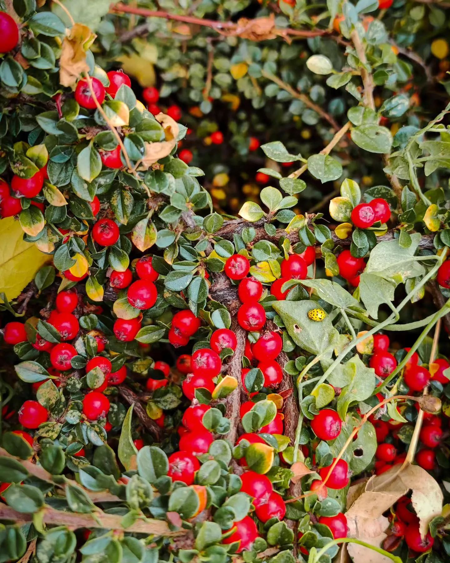 Plant FAQs: Cotoneaster Horizontalis - Herringbone Cotoneaster