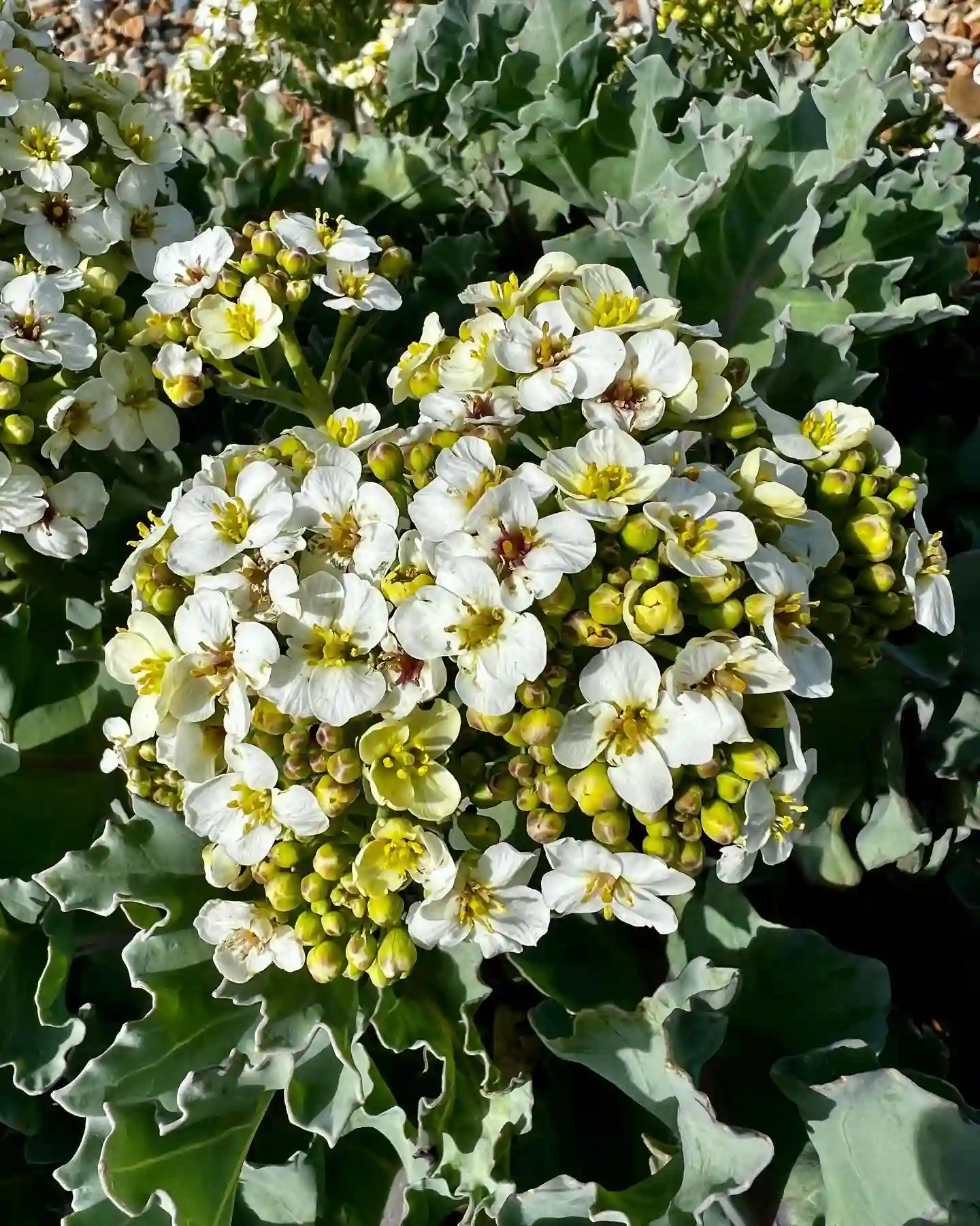 Plant FAQs: Crambe Maritima - Sea Kale