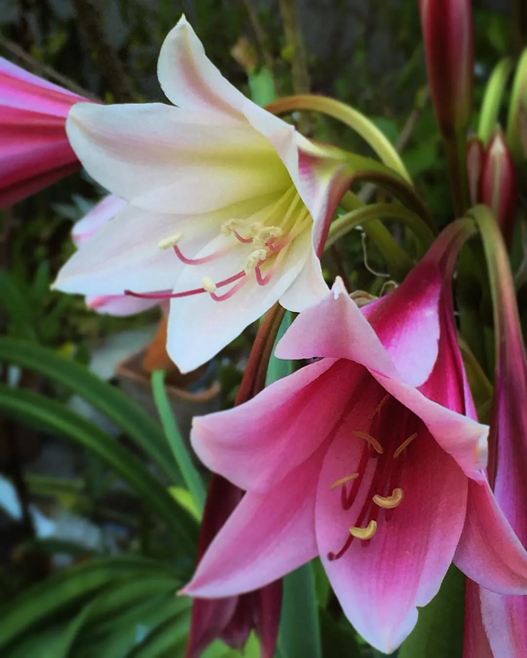Plant FAQs: Crinum Bulbispermum - River Lily - Swamp Lily