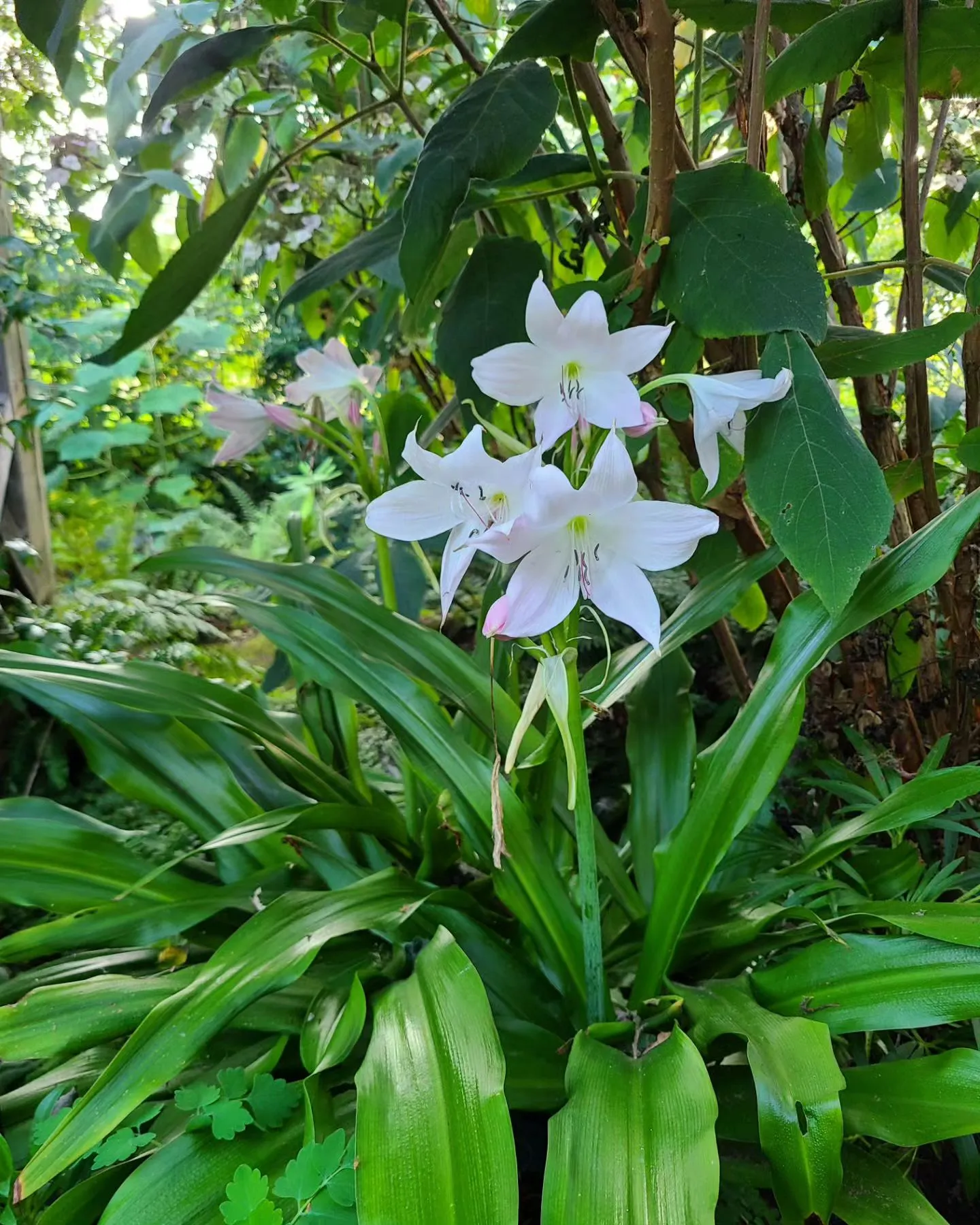 Plant FAQs: Crinum Powellii - Powell’s Crinum Lily