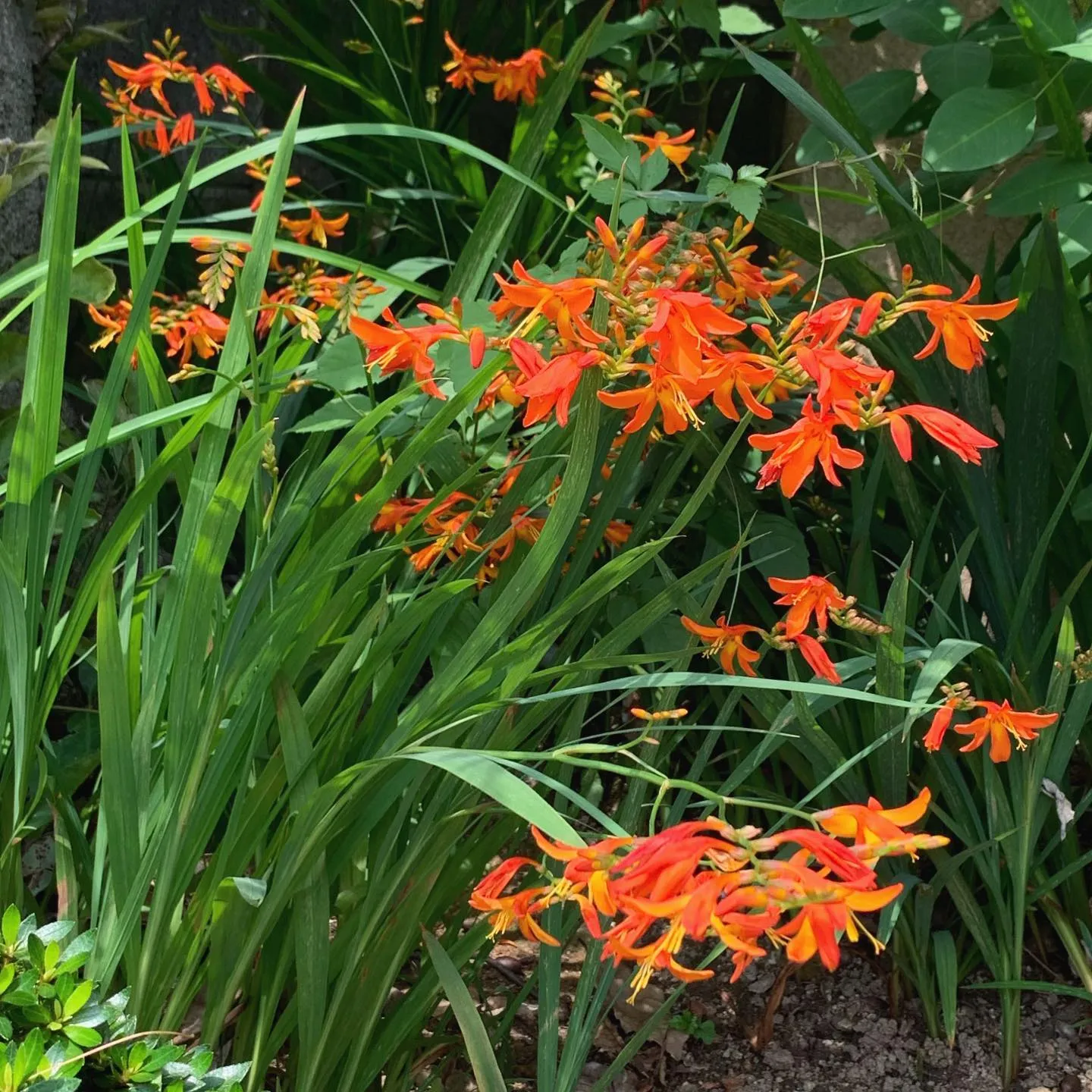 Plant FAQs: Crocosmia Crocosmiiflora - Montbretia