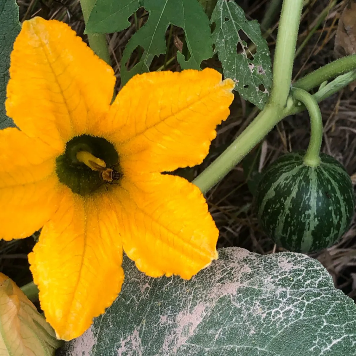 Plant FAQs: Cucurbita Foetidissima - Fetid Squash - Stinking Gourd