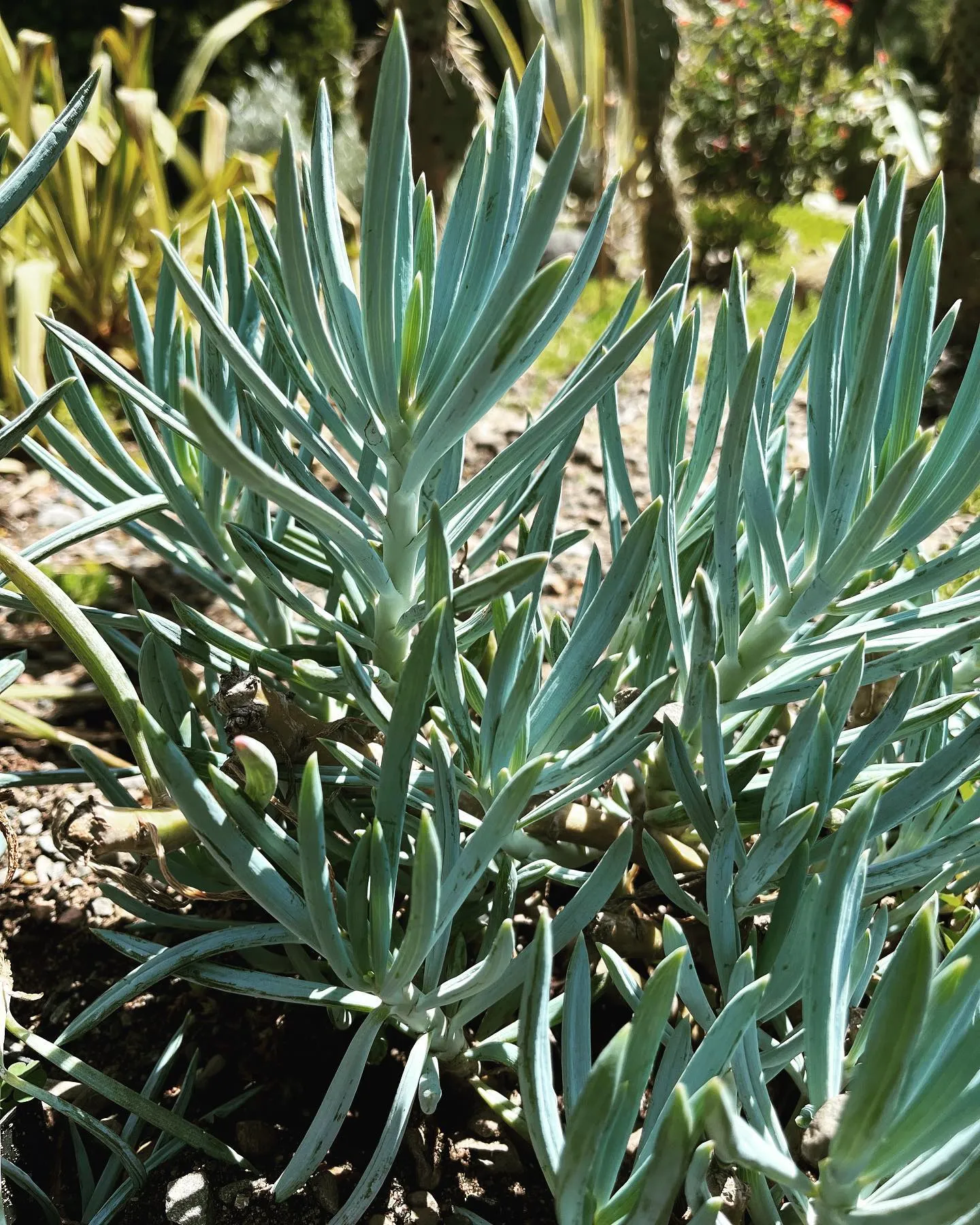Plant FAQs: Curio Ficoides - String of Nickels