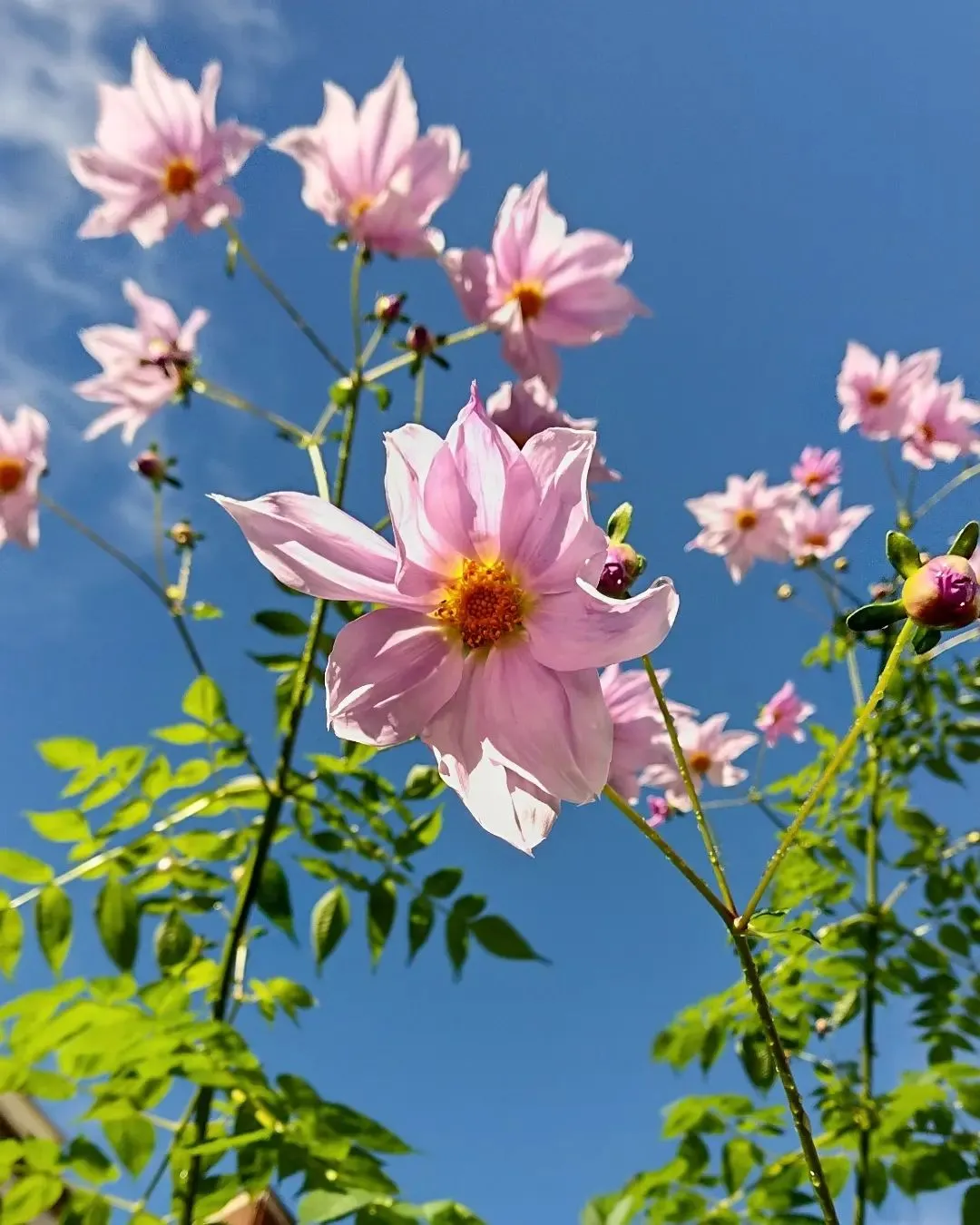 Plant FAQs: Dahlia Imperialis - Tree Dahlia