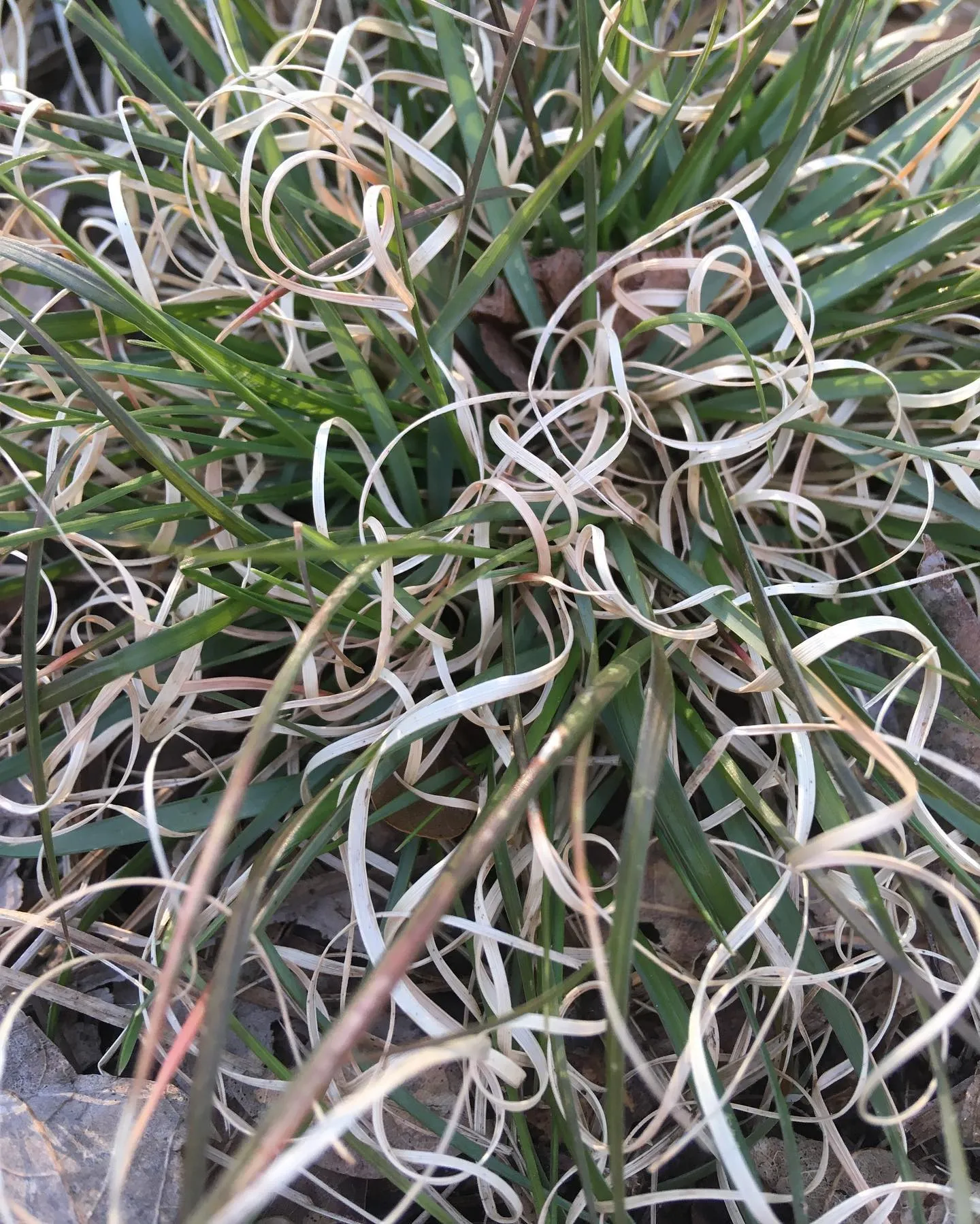 Plant FAQs: Danthonia Spicata - Poverty Grass - Heath Grass