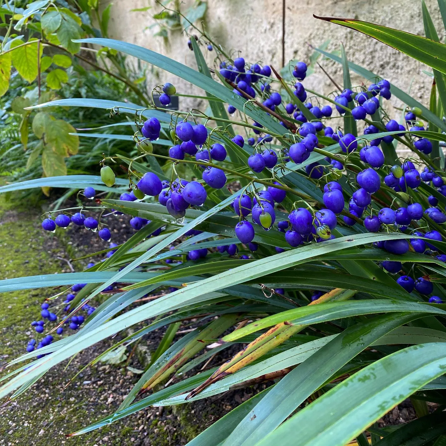 Plant FAQs: Dianella Caerulea - Blue Flax Lily
