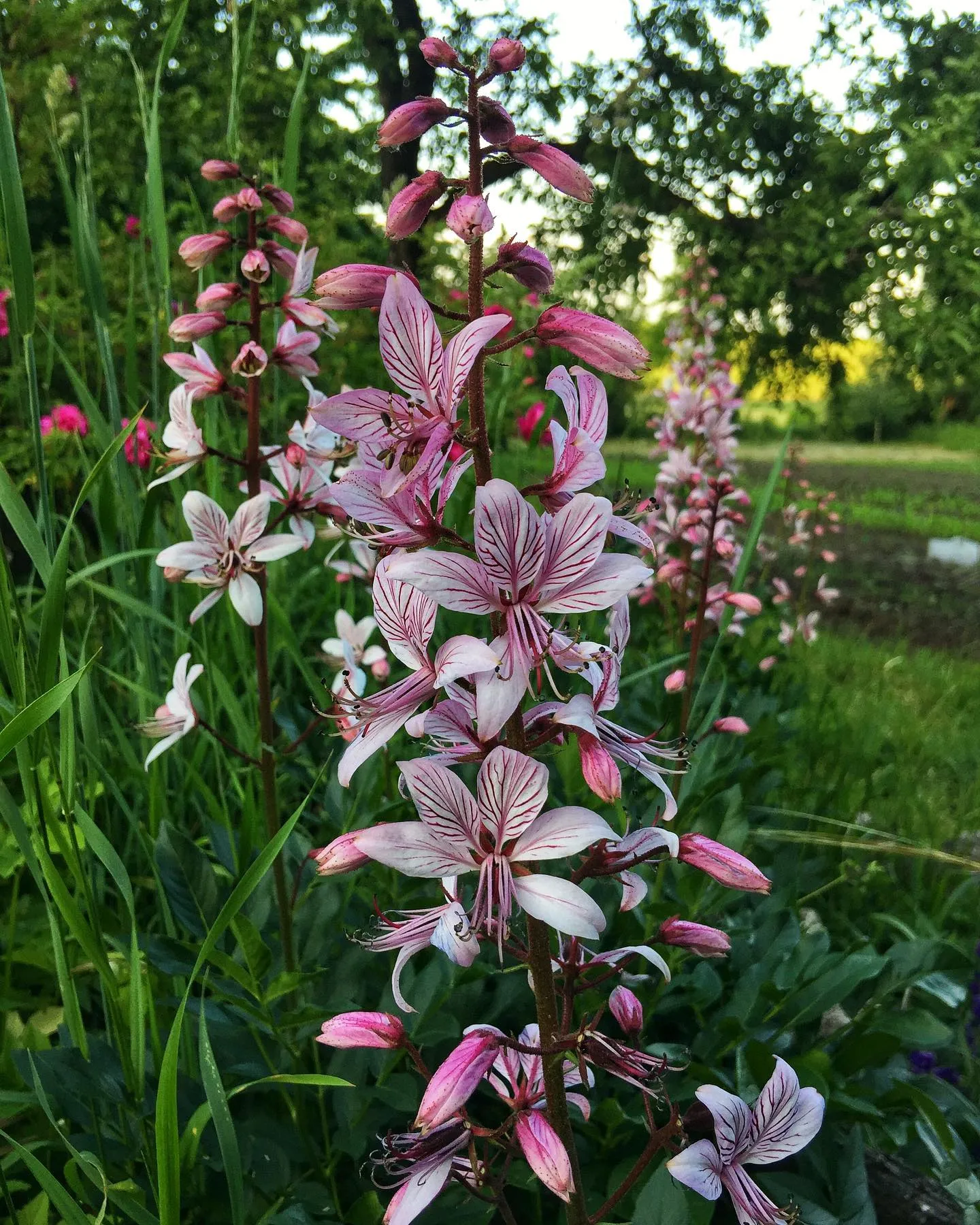 Plant FAQs: Dictamnus Albus