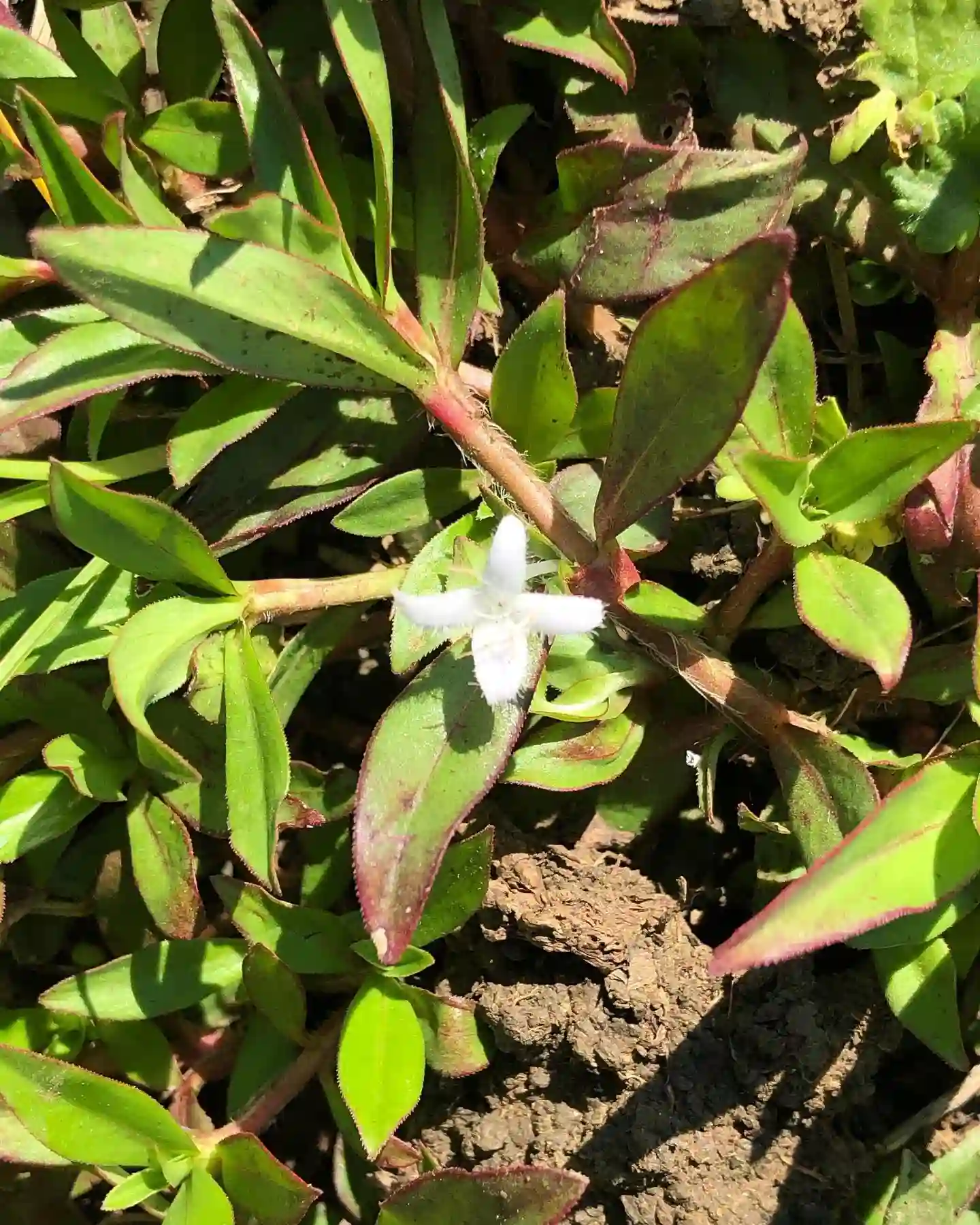 Plant FAQs: Virginia Buttonweed - Diodia Virginiana