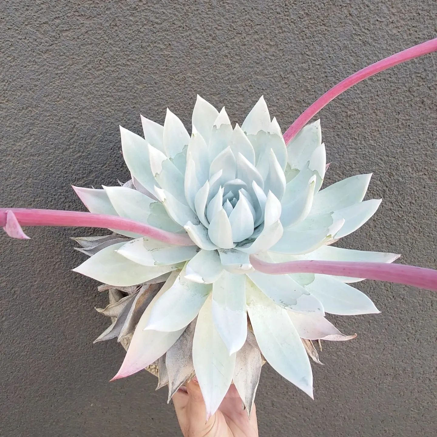 Plant FAQs: Dudleya Brittonii - Giant Dudleya - Britton's Dudleya