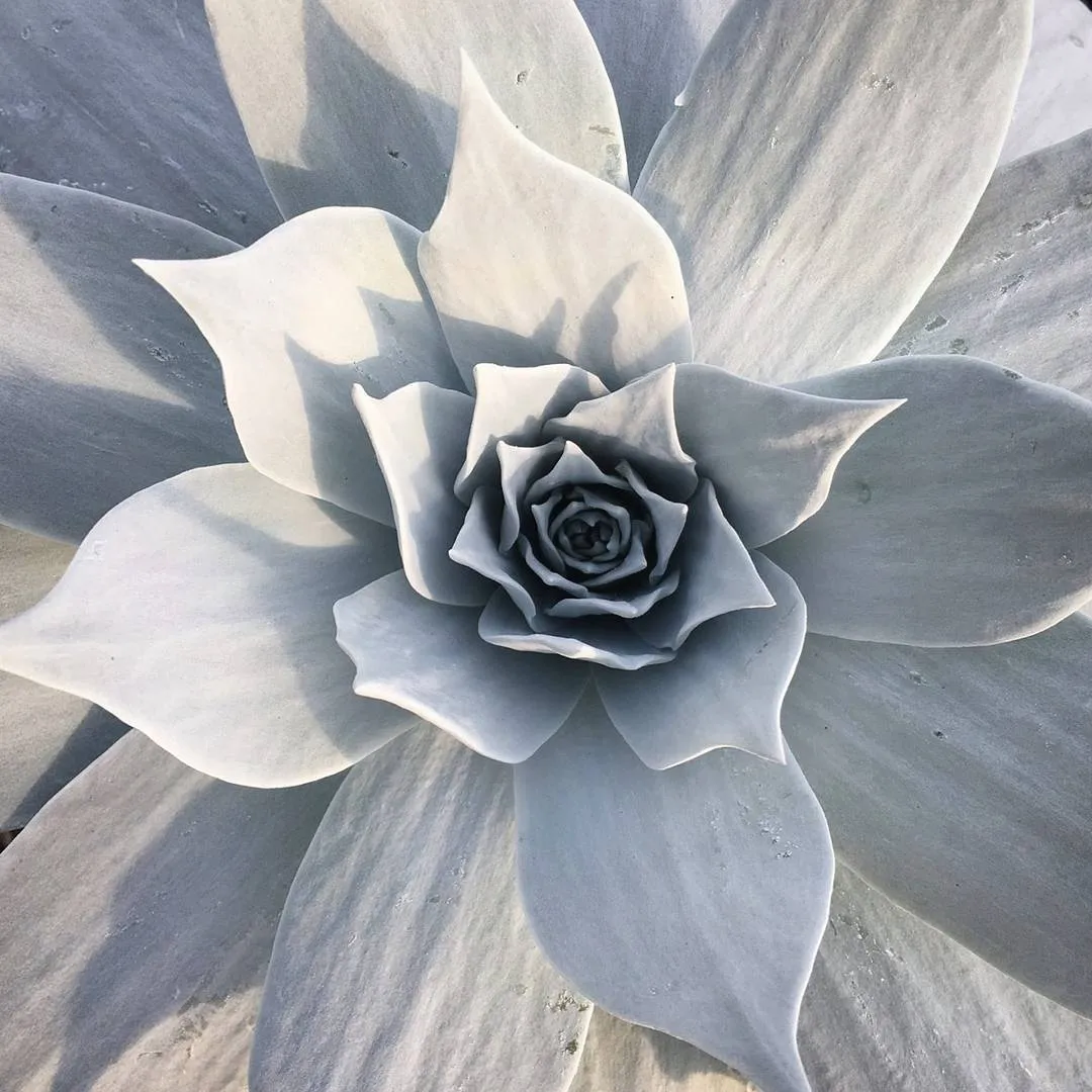 Plant FAQs: Dudleya Pulverulenta - Chalk Lettuce