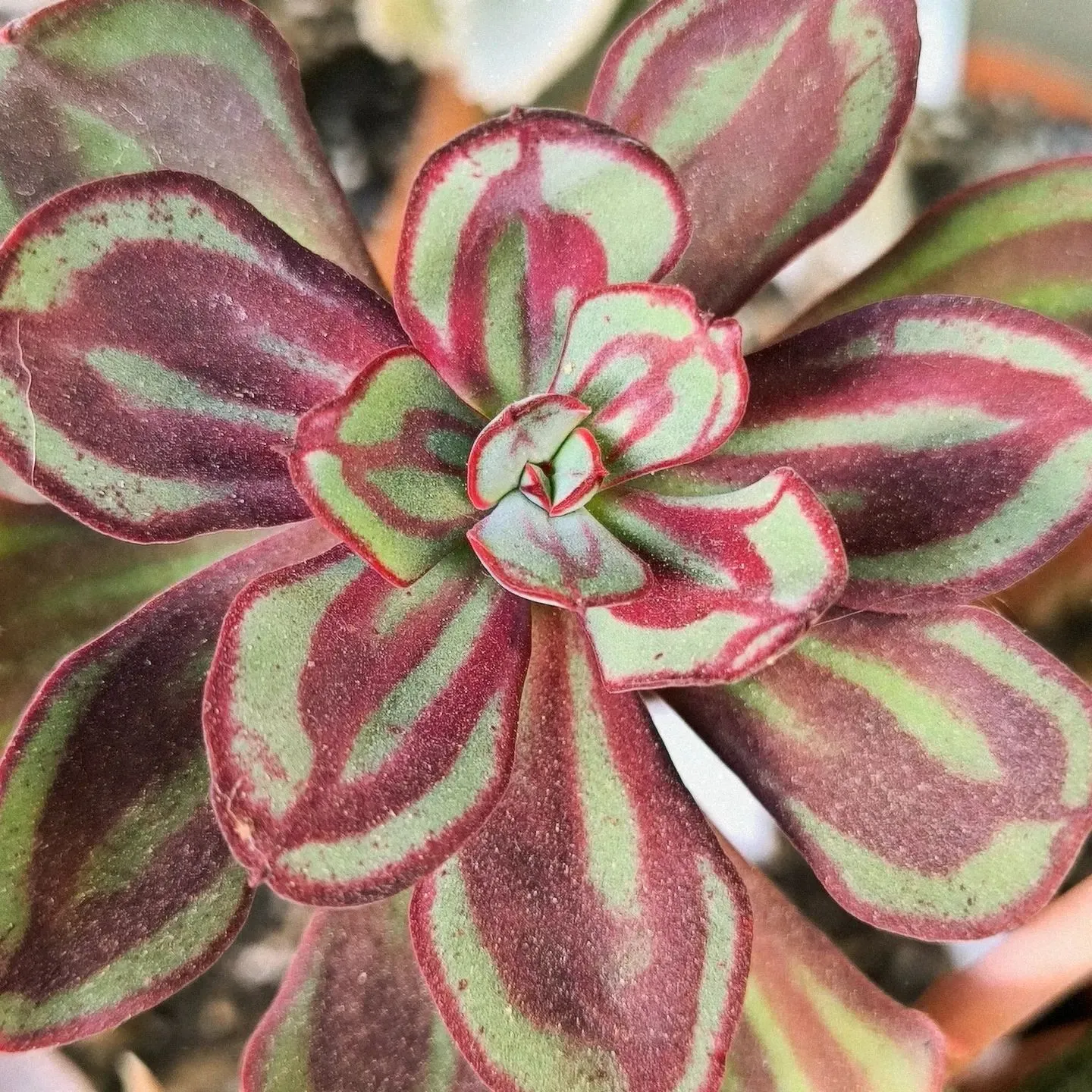 Plant FAQs: Echeveria Nodulosa - Painted Echeveria