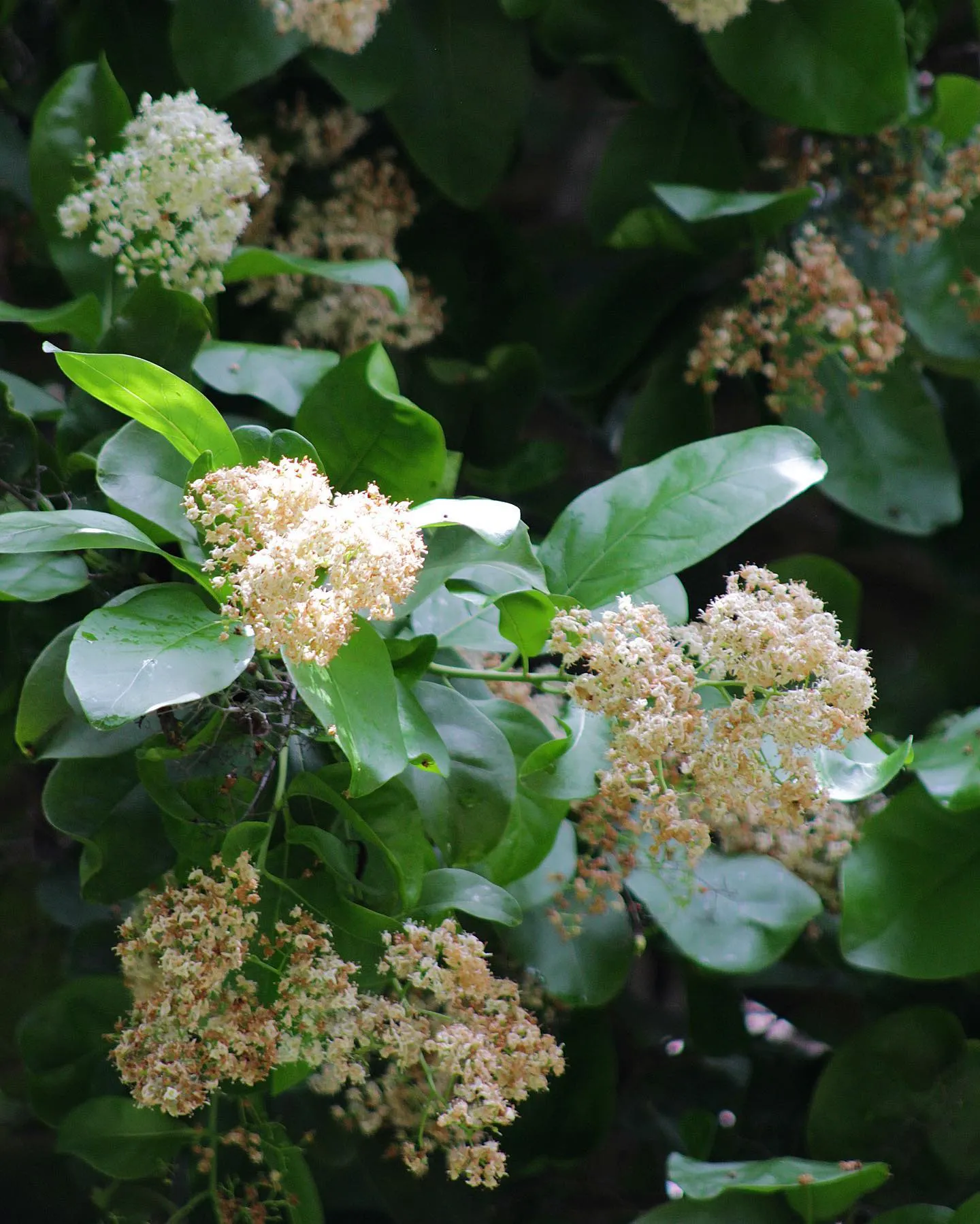 Plant FAQs: Ehretia Anacua - Sandpaper Tree