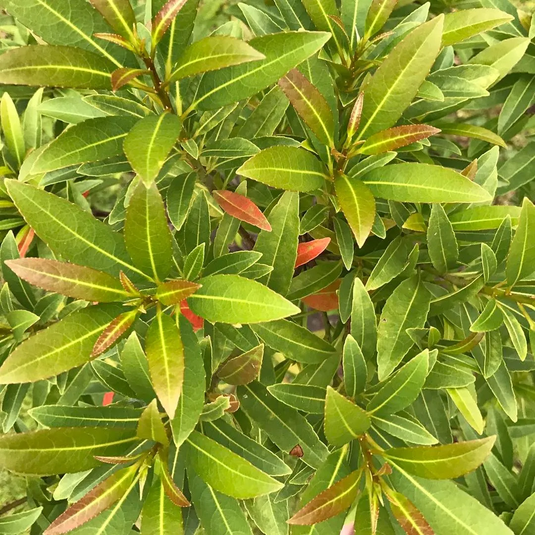 Plant FAQs: Elaeocarpus Decipiens - Japanese Blueberry Tree