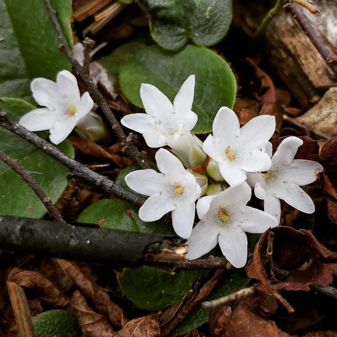 Plant FAQs: Epigaea Repens - Mayflower - Trailing Arbutus