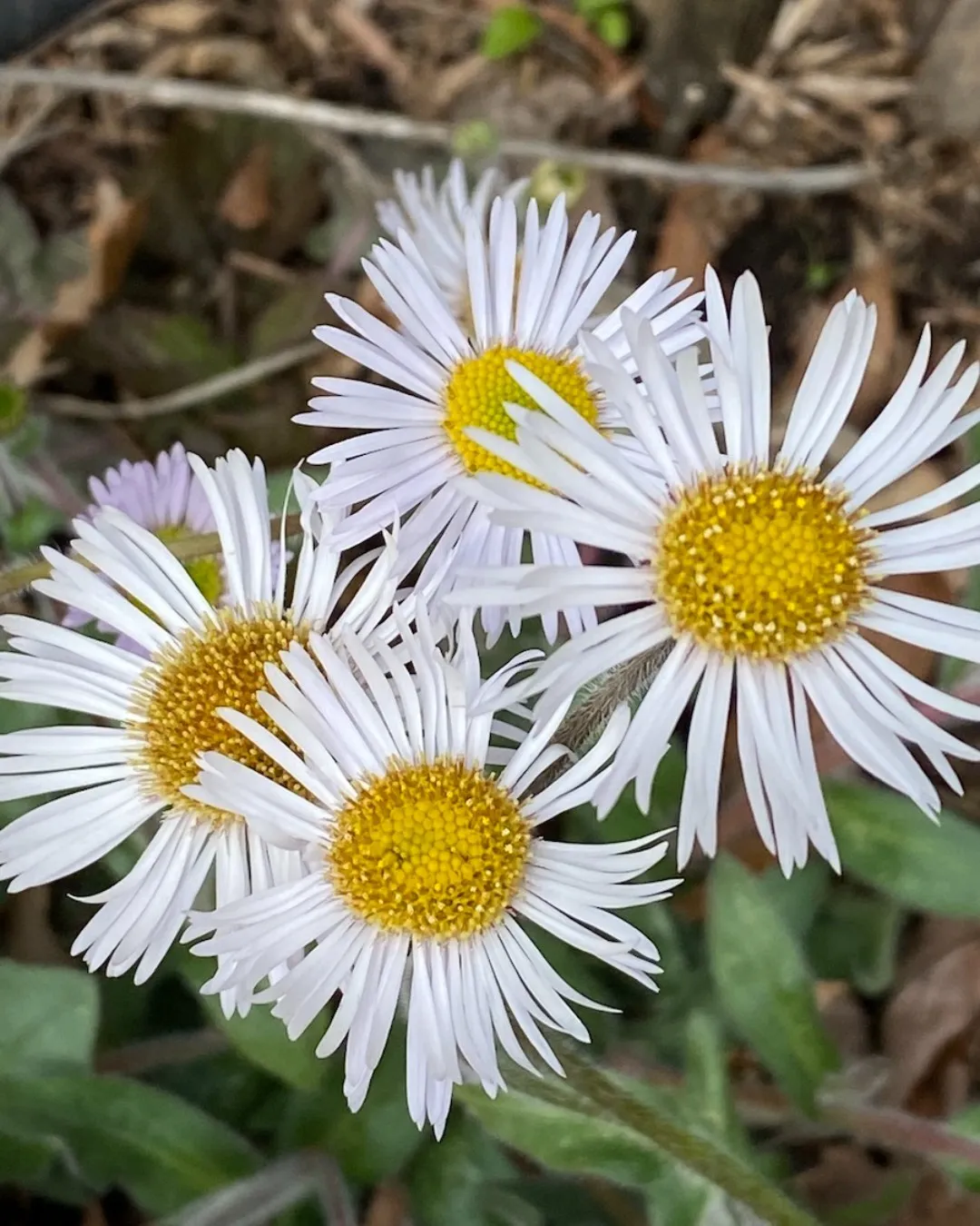 Plant FAQs: Erigeron Pulchellus - Charming Daisy