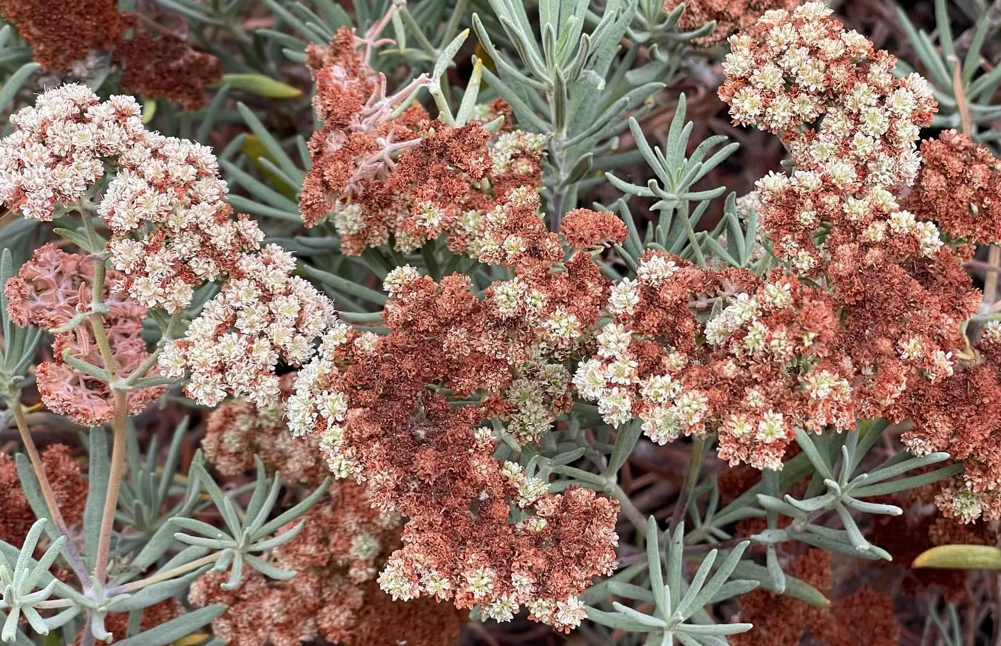Plant FAQs: Eriogonum Giganteum - Giant Buckwheat