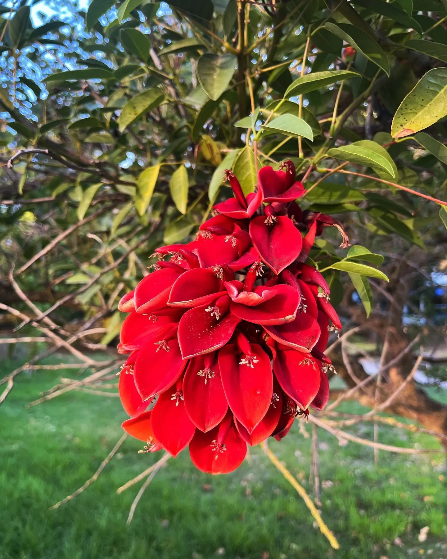 Plant FAQs: Erythrina Crista Galli - Cockspur Coral Tree