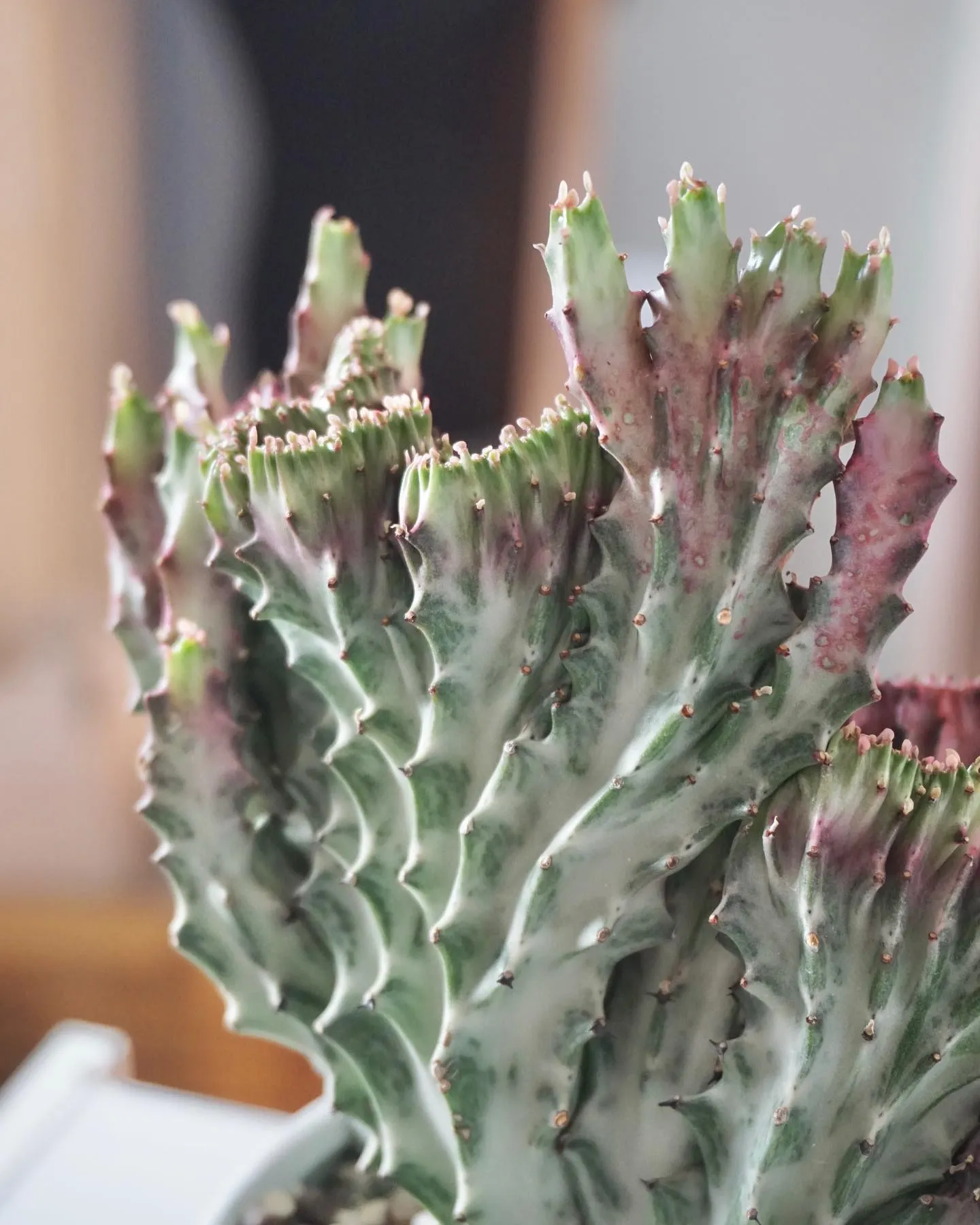 Plant FAQs: Euphorbia Lactea Cristata - Crested Euphorbia