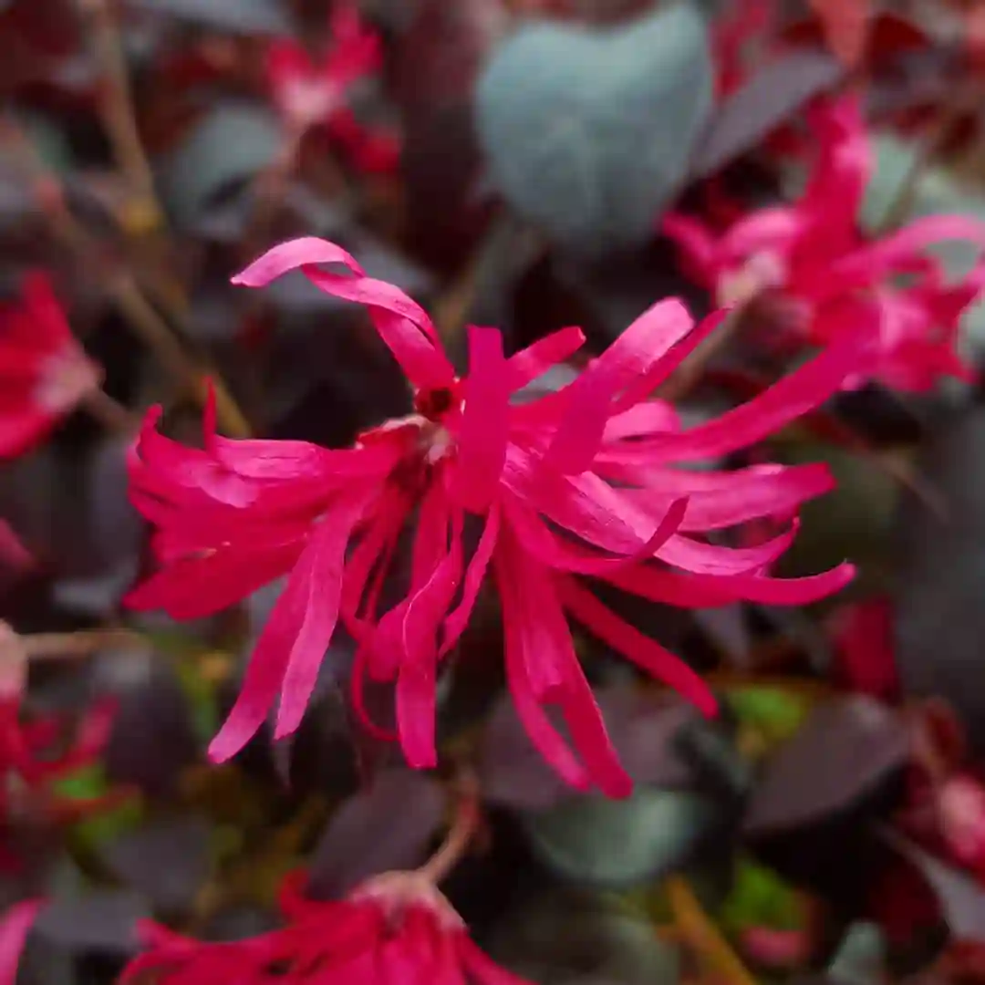 Plant FAQs: Ever Red Loropetalum