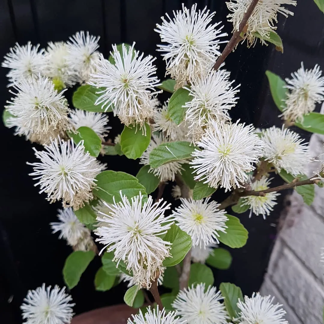 Plant FAQs: Fothergilla Major - Large Fothergilla