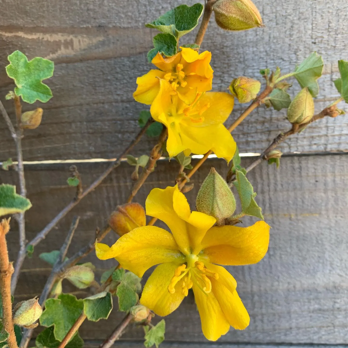 Plant FAQs: California Flannel Bush - Fremontodendron Californicum
