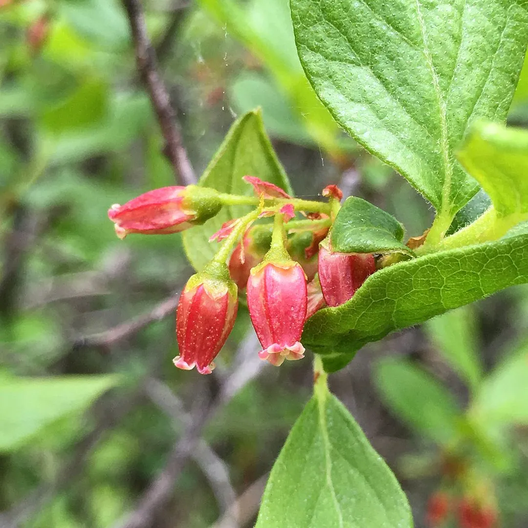 Plant FAQs: Gaylussacia Baccata - Black Huckleberry
