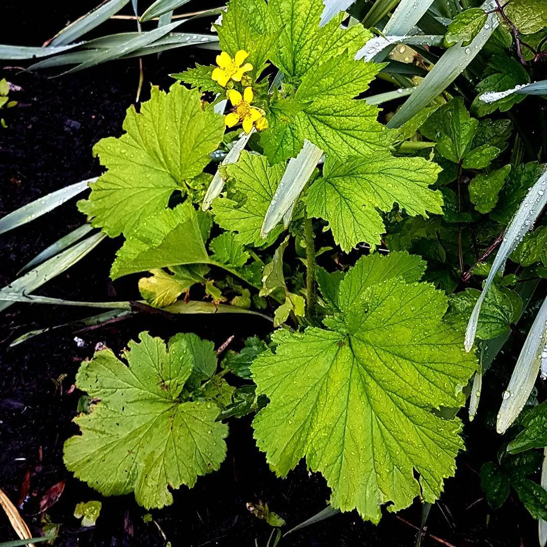 Plant FAQs: Geum Macrophyllum