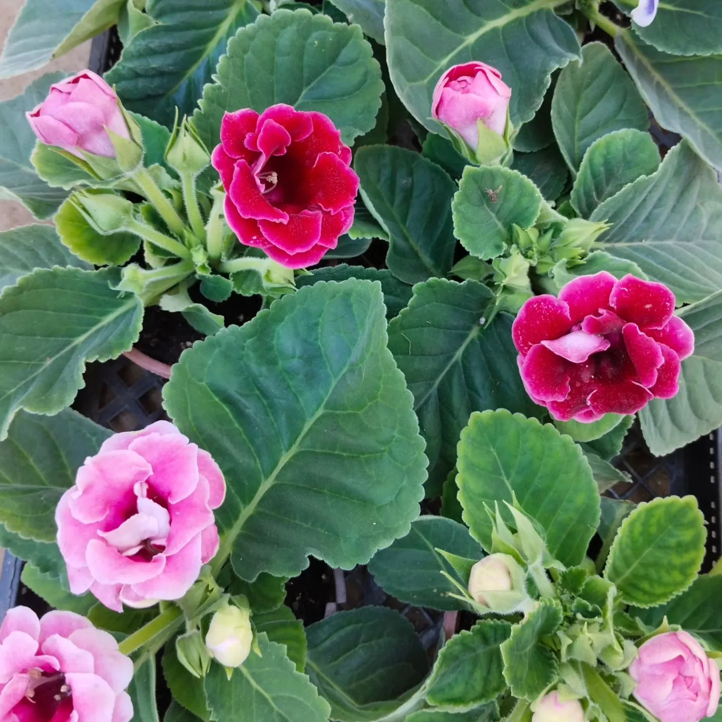 5 Species in Genus Gloxinia