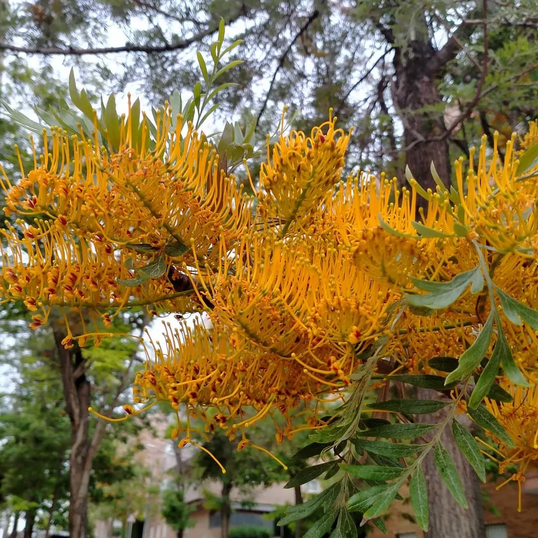 Plant FAQs: Grevillea Robusta - Silky Oak