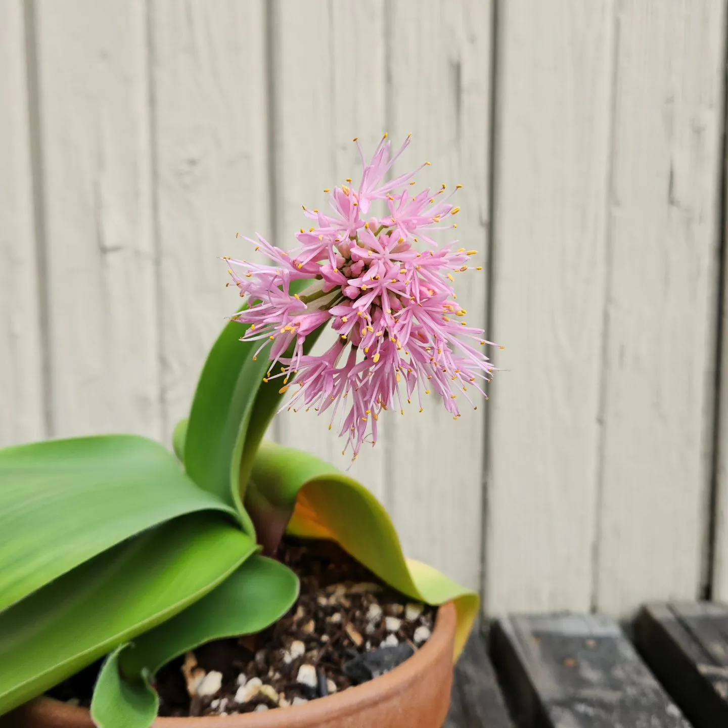 Plant FAQs: Haemanthus Humilis - Humble Blood Lily