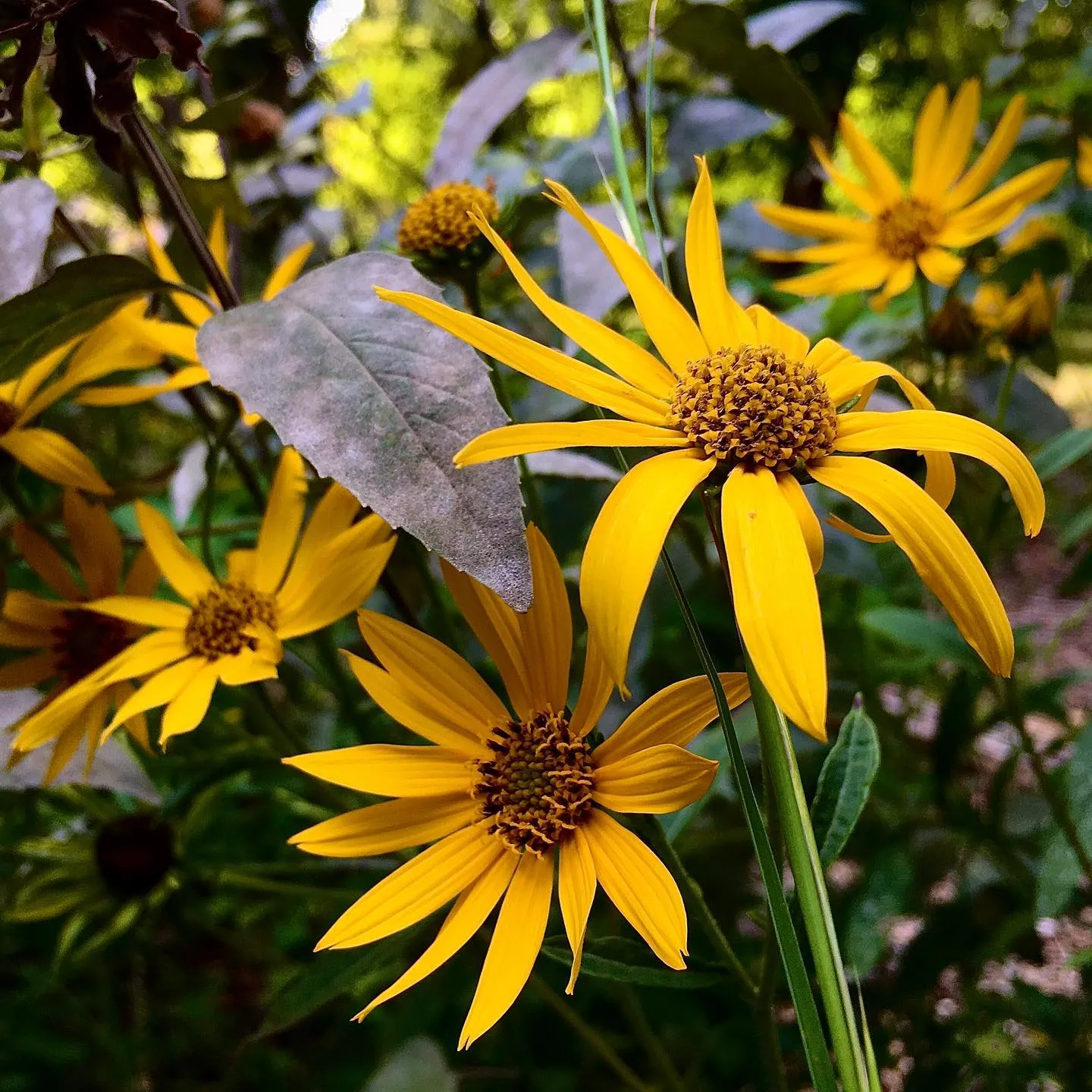 Plant FAQs: Helianthus Occidentalis - Western Sunflower