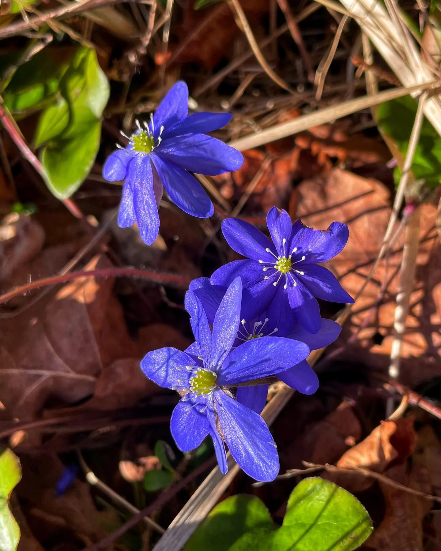 Plant FAQs: Hepatica Nobilis - Liverwort - Liverleaf