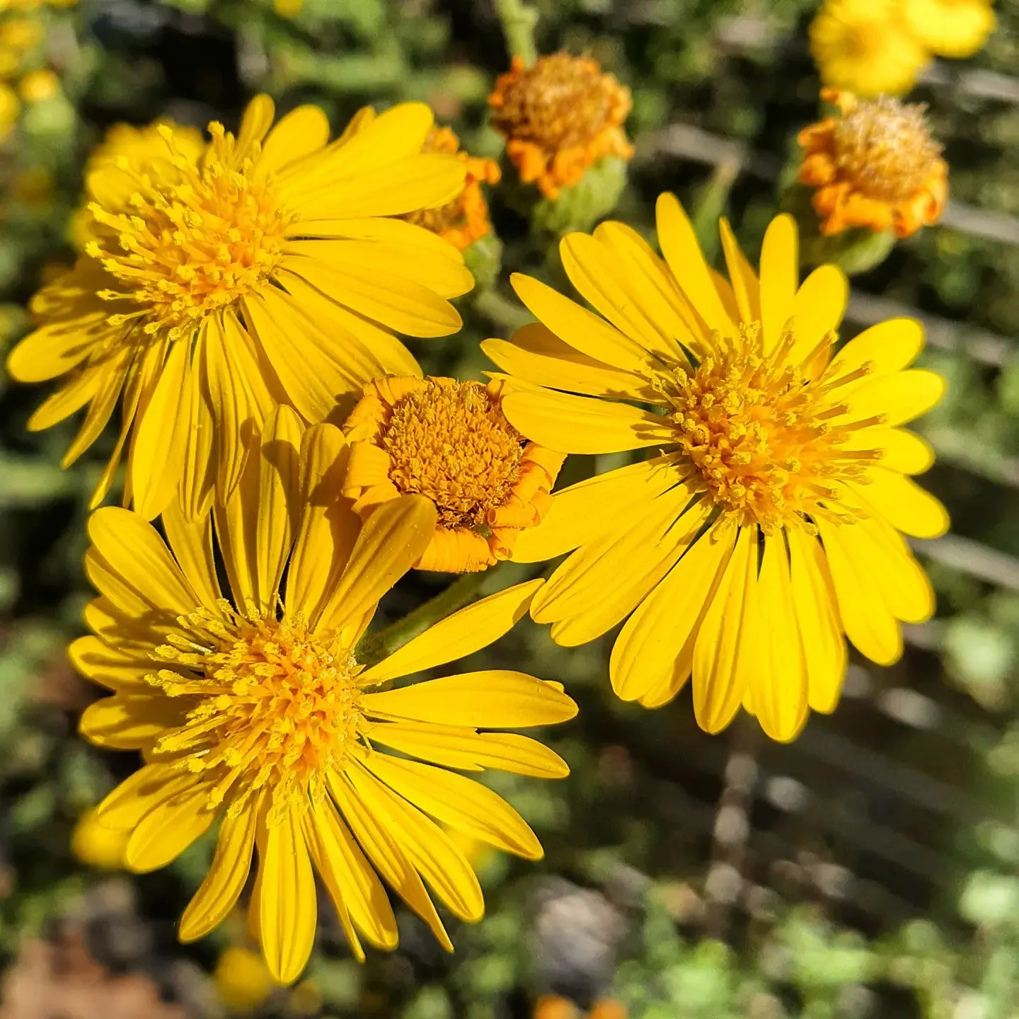 Plant FAQs: Heterotheca Subaxillaris - Camphorweed