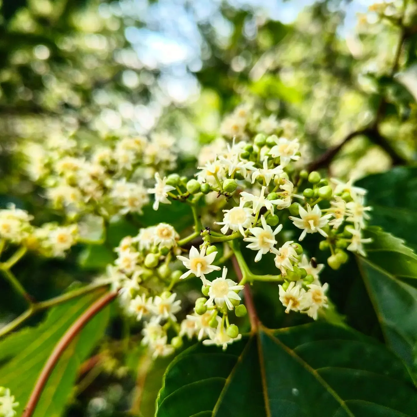 Plant FAQs: Hovenia Dulcis - Japanese Raisin Tree