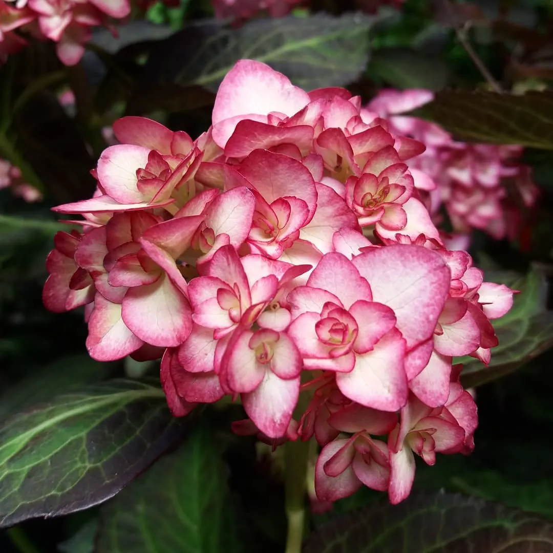 Plant FAQs: Hydrangea Miss Saori