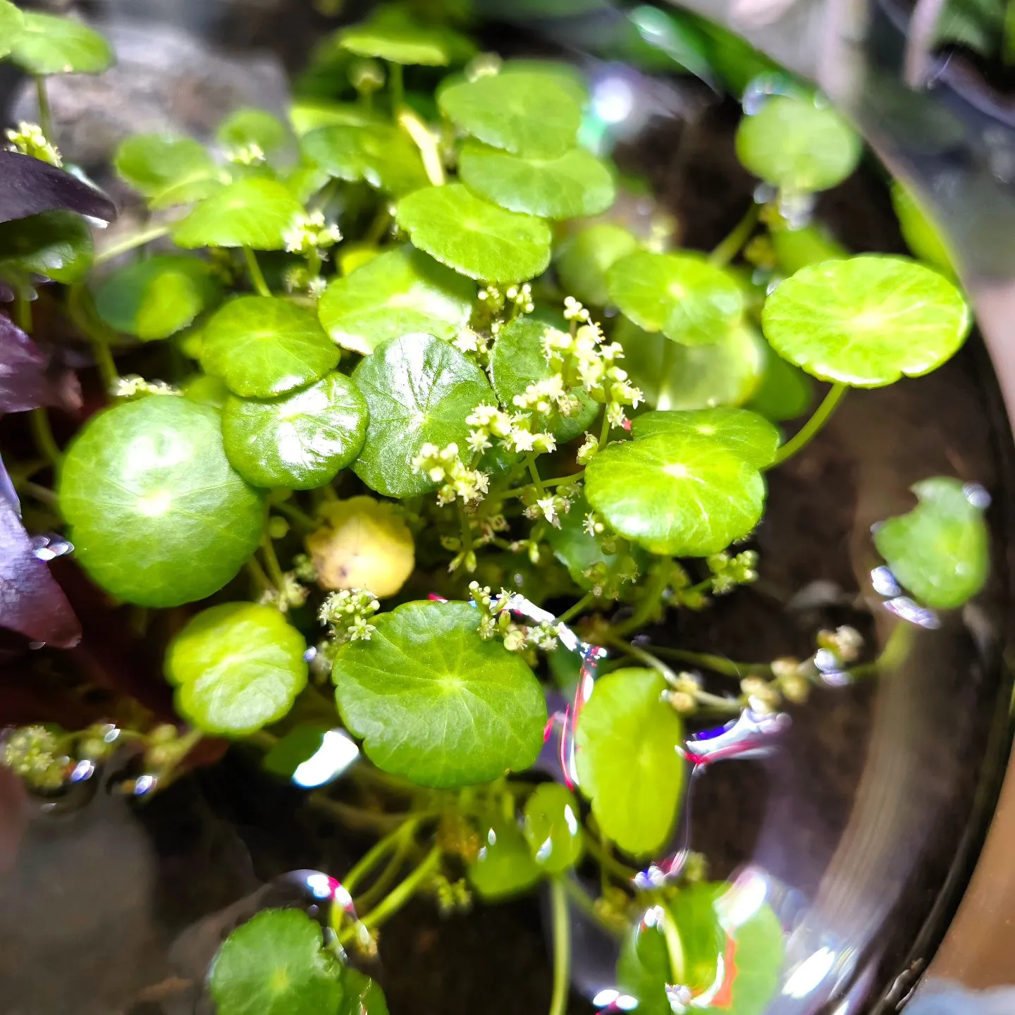 Plant FAQs: Hydrocotyle Verticillata - Whorled Pennywort