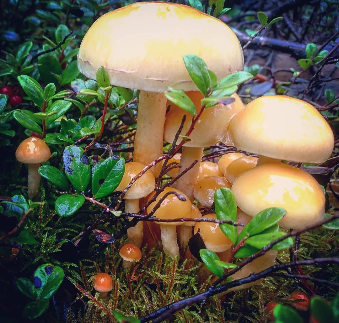 Plant FAQs: Hypholoma Capnoides - Smoky Gills Mushroom