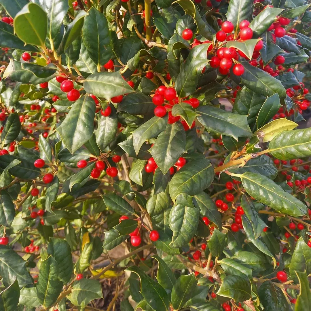 Plant FAQs: Ilex Nellie Stevens