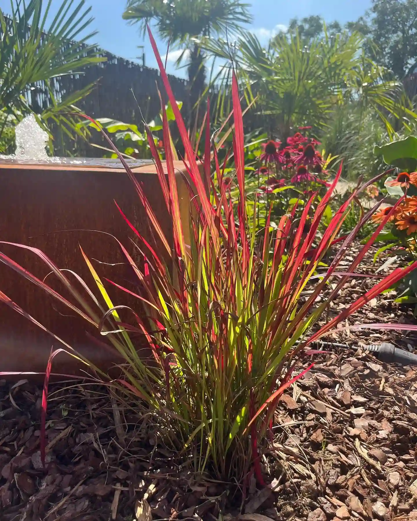 Plant FAQs: Imperata Cylindrica - Cogon Grass