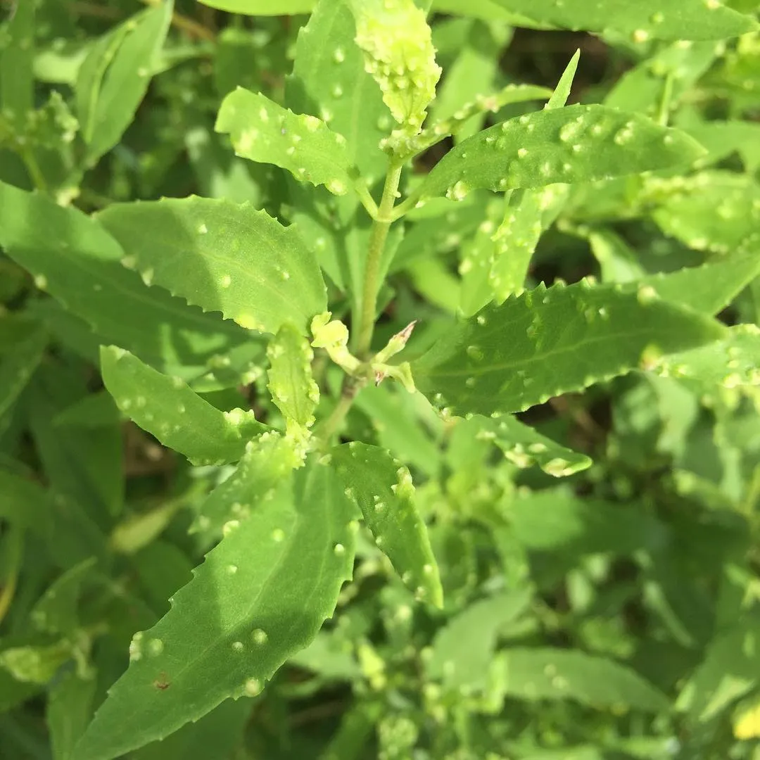 Plant FAQs: Iva Frutescens - Jesuit's Bark