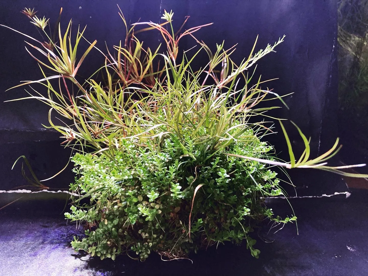 Plant FAQs: Juncus Repens