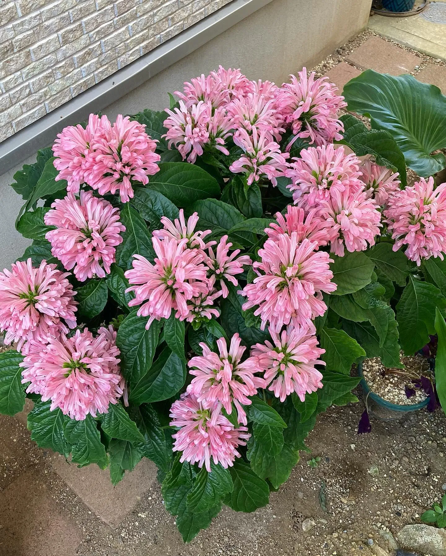 Plant FAQs: Justicia Carnea - Pink Justicia - Brazilian Plume Flower
