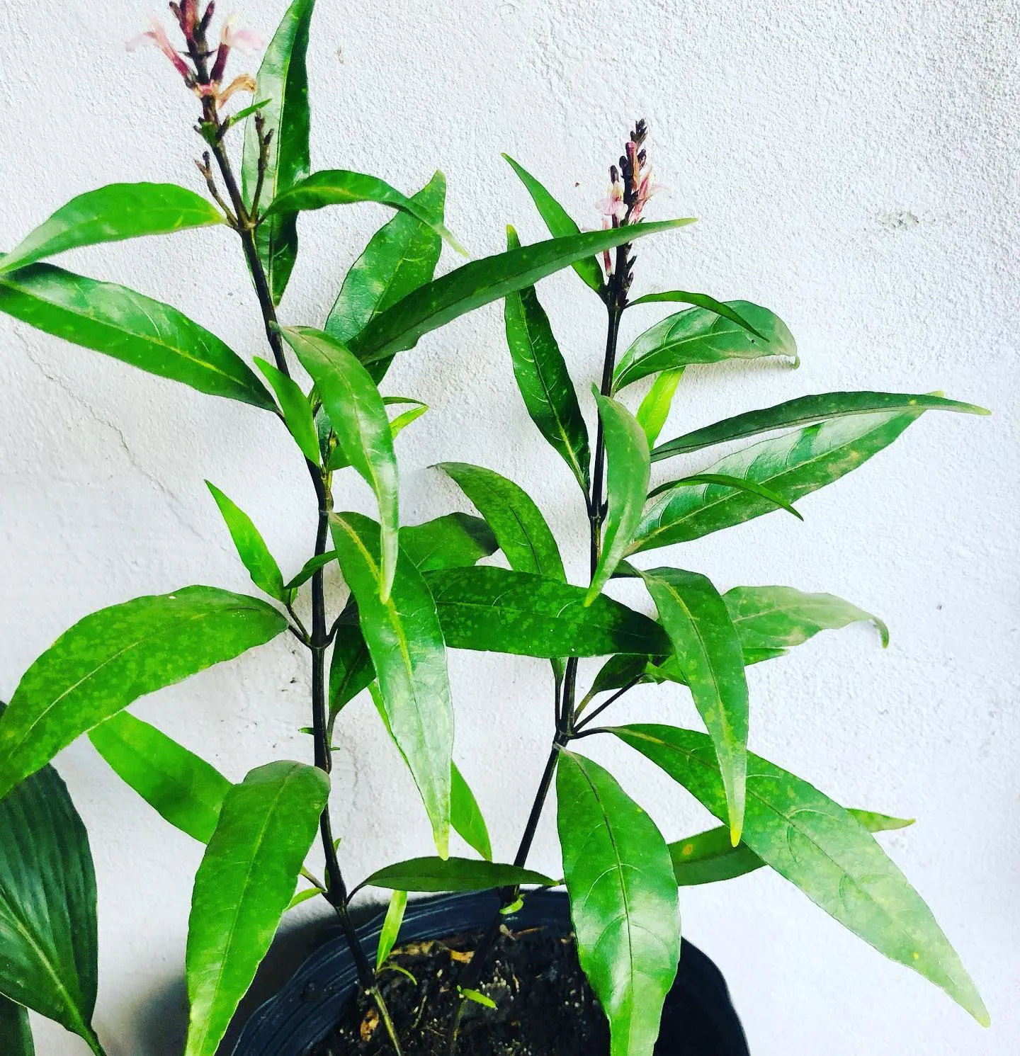 Plant FAQs: Justicia Gendarussa