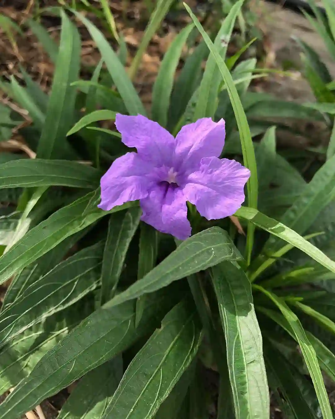 Plant FAQs: Katie Ruellia - Ruellia Simplex Katie