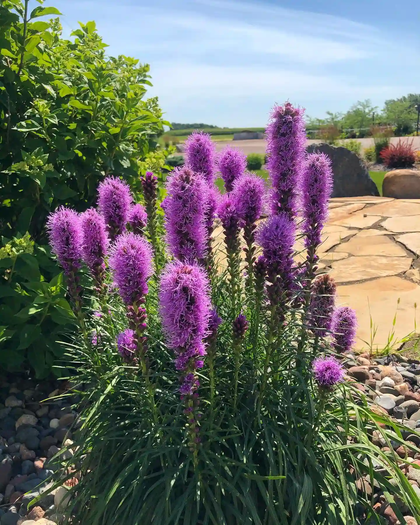 Plant FAQs: Kobold Liatris - Liatris Spicata Kobold